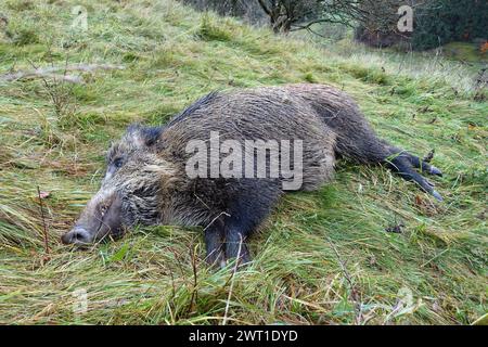 Dead pig lying on the ground Stock Photo - Alamy