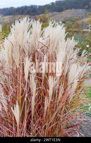 Chinaschilf (Miscanthus sinensis 'Roter Pfeil' Stock Photo - Alamy