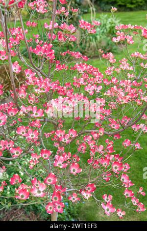 FLOWERING DOGWOOD SWEETWATER RED CORNUS FLORIDA IN SPRING Stock Photo ...