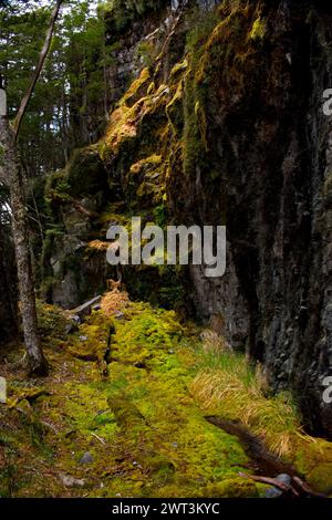 A sub polar forest in Ainsworth bay. The Magellanic subpolar forests is ...