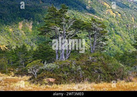 The Magellanic subpolar forests is an ecoregion dominated by trees of ...