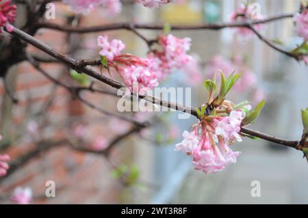 Copenhagen, Denmark /15 March 2024/Cheery blosoms and spring weather in ...
