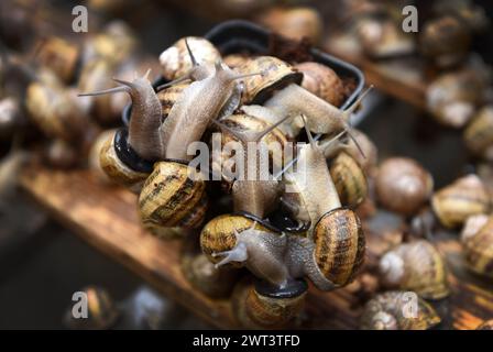Edible snails farm. Grape snails (Helix pomatia Linnaeus Stock Photo ...