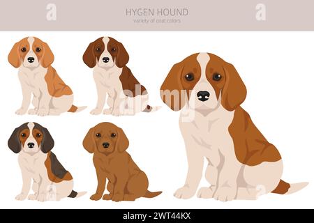 Hygen hound clipart. Different poses, coat colors set. Vector ...