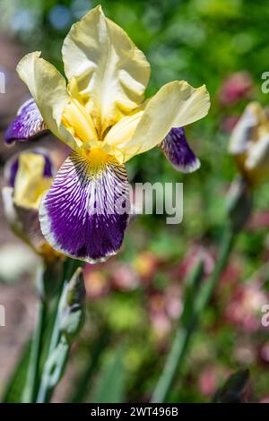 Iris variegata, common name, Hungarian iris, growing in cottage garden ...