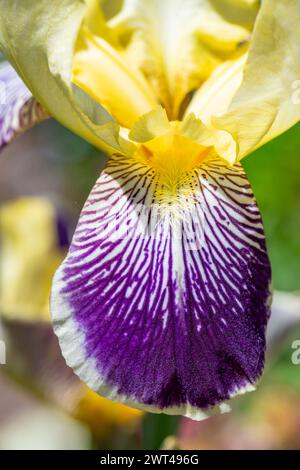 Iris variegata, common name, Hungarian iris, growing in cottage garden ...