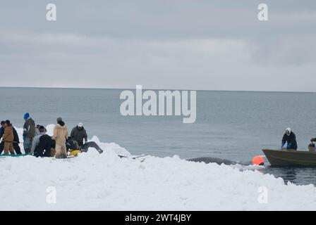 Inupiaq subsistence whalers bowhead whale catch on the pack ice during ...