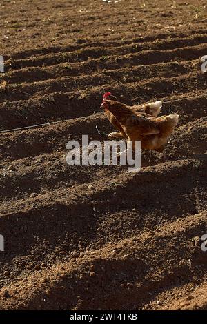 Brown chicken walking on a tilled field, creating a sharp shadow. Ideal ...