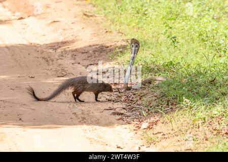 Asian mongoose fights with an aggressive cobra in the wild, natural ...
