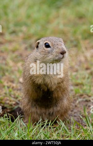 Ground squirrel colony (Syslovisko Biele vody), National park Muranska ...