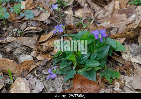 common blue violet, common meadow violet, purple violet, woolly blue ...