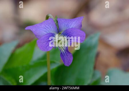 common blue violet, common meadow violet, purple violet, woolly blue ...
