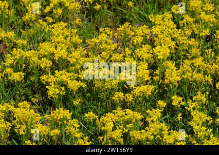 golden selenia (Selenia aurea Stock Photo - Alamy