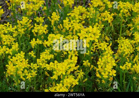 golden selenia (Selenia aurea Stock Photo - Alamy