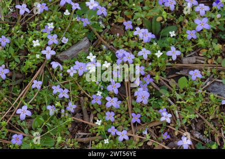 Tiny Bluets, Houstonia pusilla, and Southern Bluet, Houstonia micrantha ...