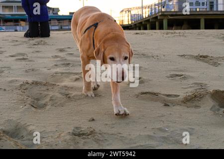 Senior Yellow Labrador Retriever "Chief" getting an off leash walk at ...
