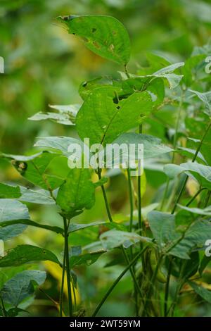 Soybean (Also called soya bean, soy bean) leaves on the tree. Soybeans ...