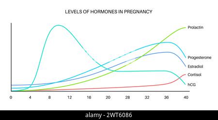 Levels of hormones in pregnancy, illustration. Human chorionic ...