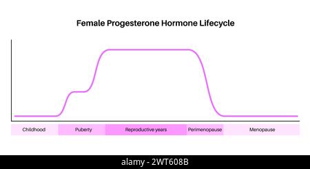 Female progesterone hormone lifecycle, illustration. Progesterone ...