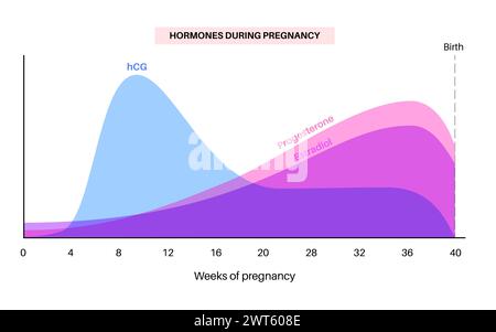 Human chorionic gonadotropin (hCG) level during pregnancy, illustration ...