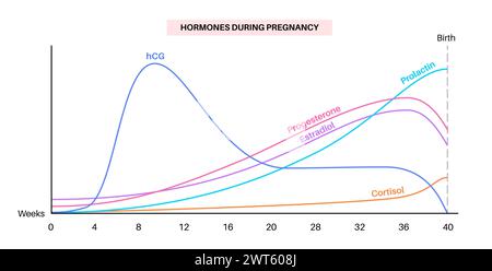 Levels of hormones in pregnancy, illustration. Human chorionic ...