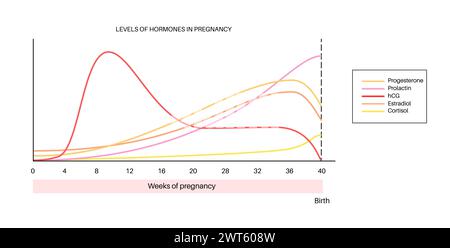 Levels of hormones in pregnancy, illustration. Human chorionic ...