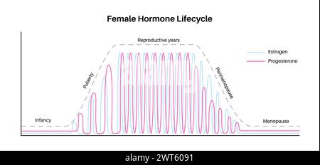 Female hormones lifecycle, illustration. Oestrogen and progesterone ...