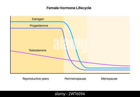 Female hormones lifecycle, illustration. Oestrogen end progesterone ...