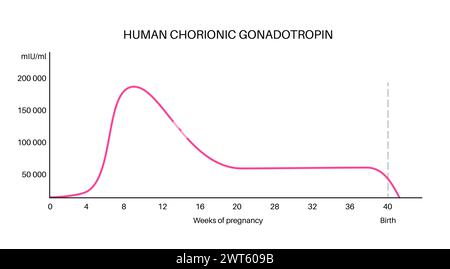 Human chorionic gonadotropin (hCG) level during pregnancy, illustration ...