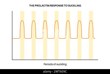Lactation infographic, illustration. Prolactin levels in the female ...