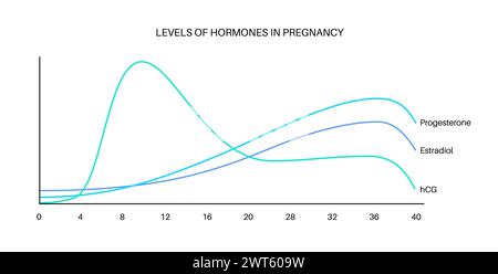 Levels of hormones in pregnancy, illustration. Human chorionic ...