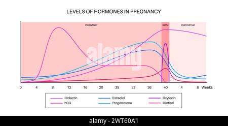 Levels of hormones in pregnancy, illustration. Human chorionic ...