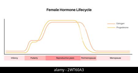 Female hormones lifecycle, illustration. Oestrogen and progesterone ...