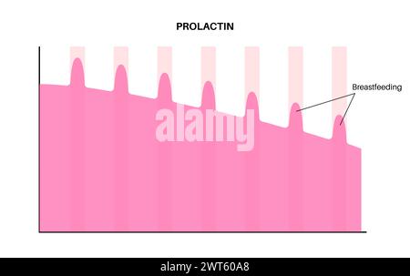 Lactation infographic, illustration. Prolactin levels in the female ...
