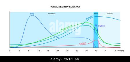 Levels of hormones in pregnancy, illustration. Human chorionic ...