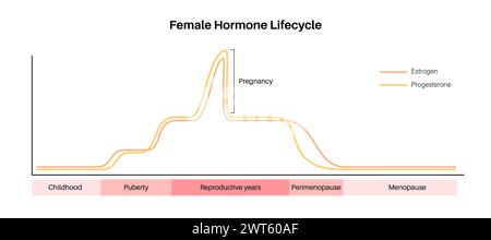 Female hormones lifecycle, illustration. Oestrogen and progesterone ...
