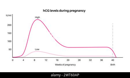Human chorionic gonadotropin (hCG) level during pregnancy, illustration ...