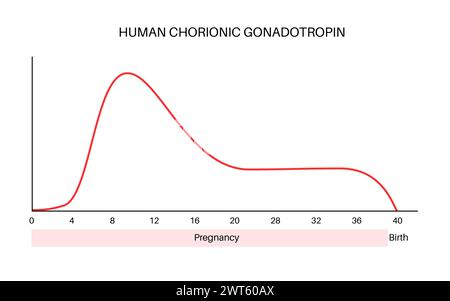 Human chorionic gonadotropin (hCG) level during pregnancy, illustration ...