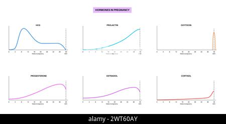 Levels of hormones in pregnancy, illustration. HCG, prolactin, cortisol ...