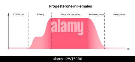 Female progesterone hormone lifecycle, illustration. Progesterone ...