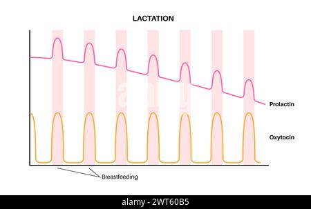 Lactation infographic, illustration. Prolactin levels in the female ...