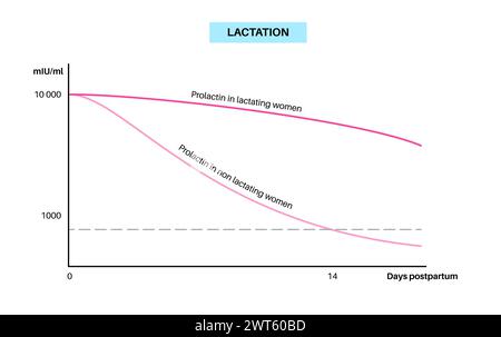 Lactation infographic, illustration. Prolactin levels in the female ...