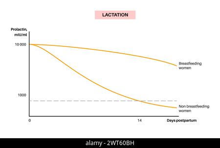 Lactation infographic, illustration. Prolactin levels in the female ...