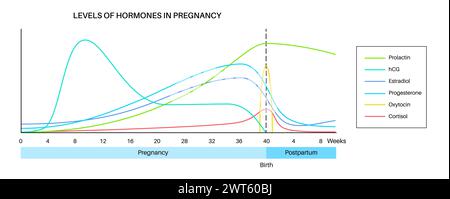Levels of hormones in pregnancy, illustration. HCG, prolactin, cortisol ...