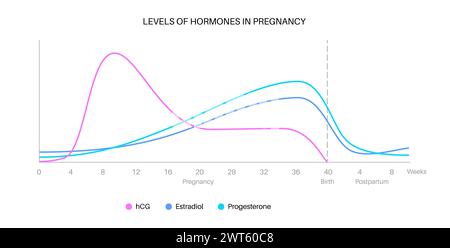 Levels of hormones in pregnancy, illustration. Human chorionic ...