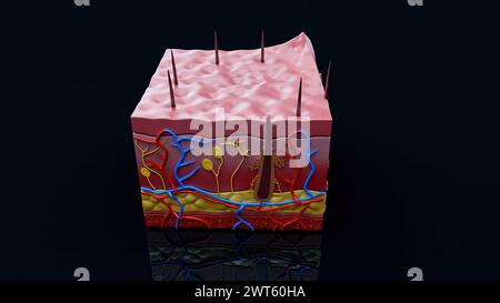 Illustration showing the anatomy of human skin. The skin layers include ...