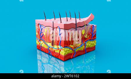Illustration showing the anatomy of human skin. The skin layers include ...