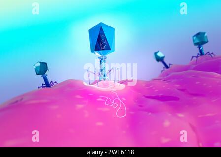 Illustration of an Escherichia virus T4 bacteriophage on an E. coli bacterium. The bacteriophage ...
