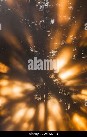 The sun bursts through the dense mist in a Swedish forest, casting ...