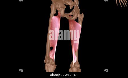human female muscle anatomy for medical concept 3d illustration Stock ...